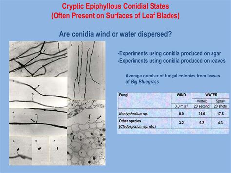 Microbial Endophytes Diversity Functions And Host Endophyte Interactionspptx