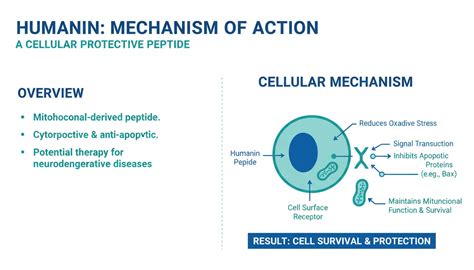 Humanin Complete Overview And Research Guide Peptide Protocol Wiki