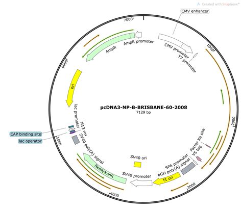 Addgene Pcdna3 Np Bbrisbane602008