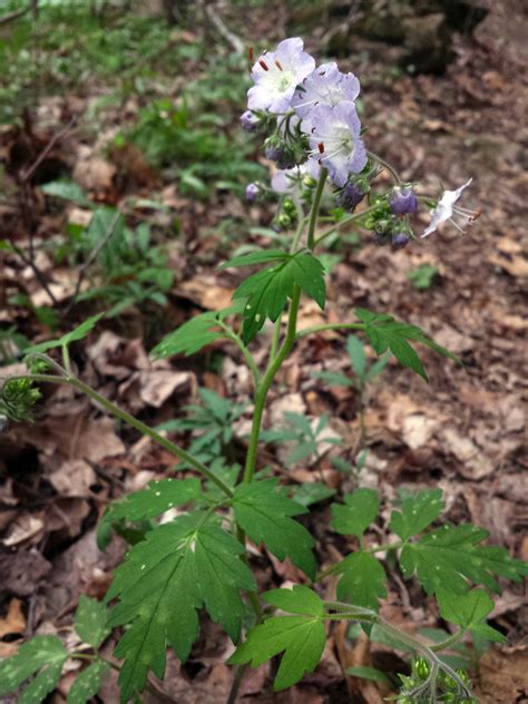 Hydrophyllum Macrophyllum Hydrophyllaceae Image 100723 At Phytoimages