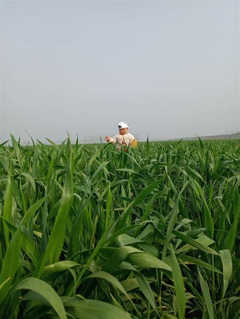 春天美好的季節無邊的麥田正在返青的麥苗拔尖兒茁壯成長 每日頭條