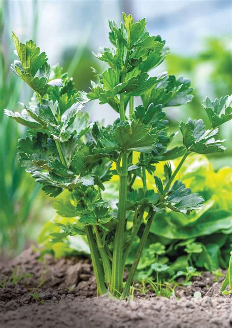 Save Your Seeds Celery Pip Magazine