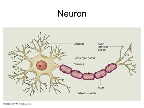 Annotated Neuron Diagram
