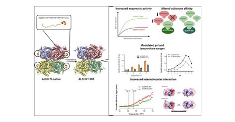 Contribution Of A C Terminal Extension To The Substrate Affinity And