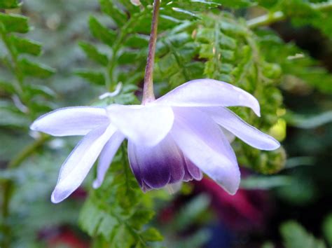 Anemonopsis Macrophylla Ranunculaceae