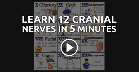Cranial Nerves Mnemonics In Under Minutes QD Nurses