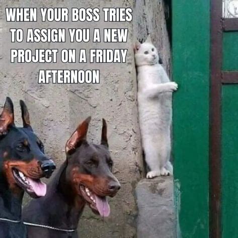 50 Hilarious Friday Memes To Get You Through The Workday