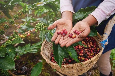 Global Coffee Platform Releases 2022 Gcp Snapshot Report Global Coffee Report