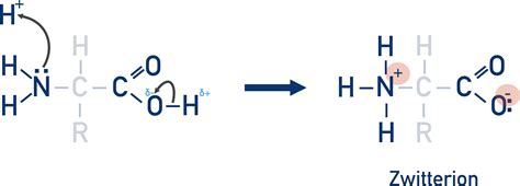 Amino Acids And Proteins A Level Chemistrystudent