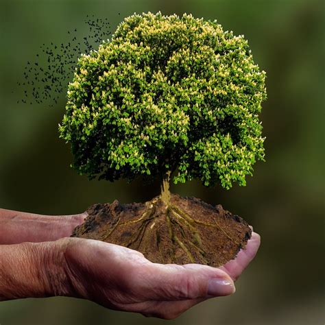 Free Tree With Roots Root Images Pixabay