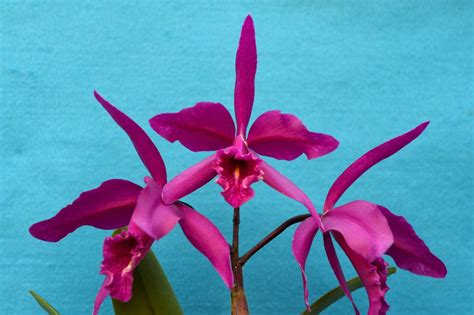 B8 C Maxima Rubra Natural World Am Aos Jc Aos Og 洋蘭 原種 カトレア R4 1019 ラン ｜売買されたオークション情報、yahooの