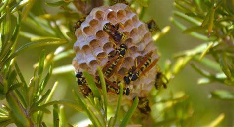 When Do Wasps Start To Build Their Nests Pest Exterminators