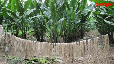 Manfaat Serat Daun Abaka Sumber Serat Alami Biotifor