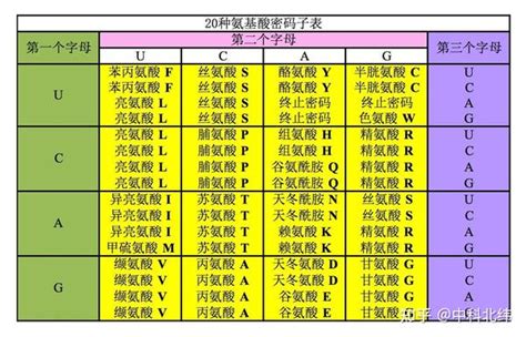 解读生命的密码—dna 知乎