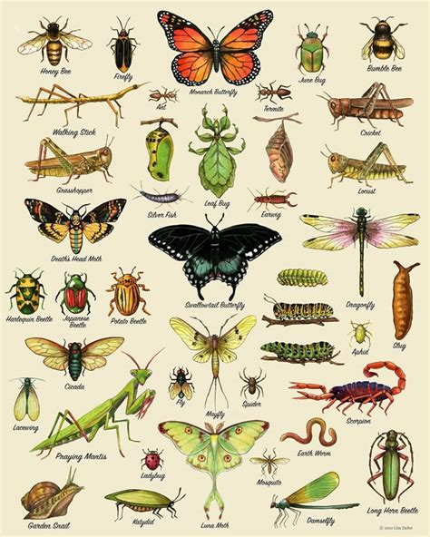 Insect Chart Print Insect Art Insect Poster Nature Print Entomology