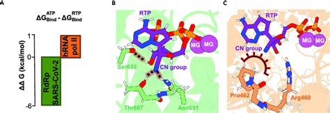 Binding Preferences In Viral And Human Rna Polymerases A Binding Free Download Scientific