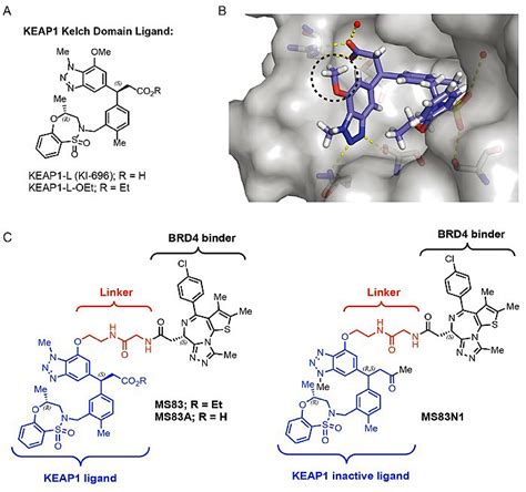 招募keap1实现目标蛋白质高选择性靶向降解 X Mol资讯