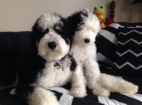 Sheepadoodle Personality Sheepadoodle Old English Sheepdog Mini
