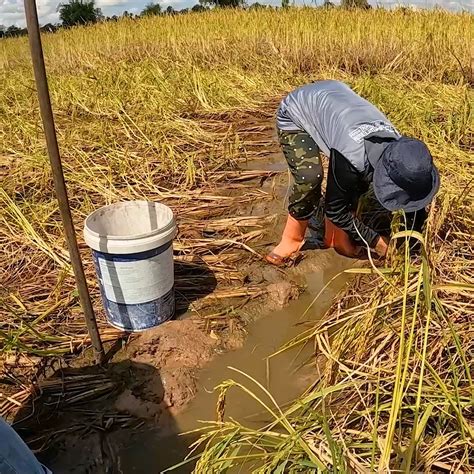 หาปลาข่อนอยู่ทุ่งนา เกินคาด คลำๆหาแล้วจะเจอของดี หาปลาข่อนอยู่ทุ่งนา By อิสานบ้านดงน้อย