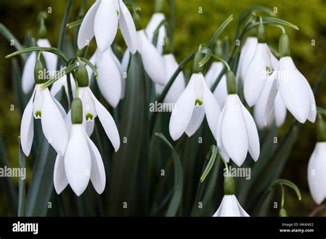 January Flowers Of The Giant Snowdrop Galanthus Elwesii Epiphany