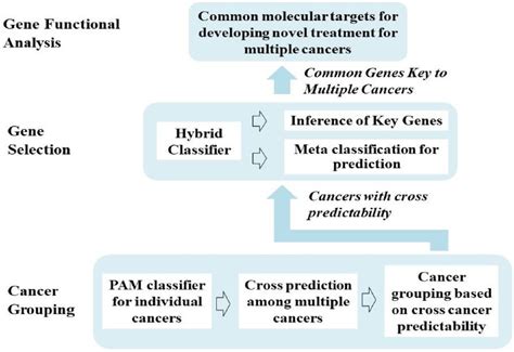Schema Of The Cross Cancer Prediction Approach Pam Prediction