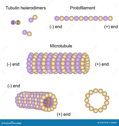 Structure And Assembly Of Microtubules Royalty Free Stock Image Image