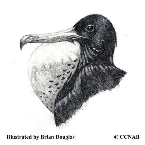 Frigate Bird Drawing Artstation Frigatebird