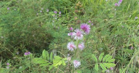 Pnrc Digital Garden Mimosa Diplotricha Cwright