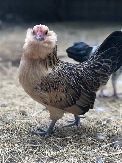 Fertile Hatching Eggs Hawaiian Old English Chicken Flock Starter