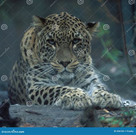 Leopard At Night Stock Image Image Of Look Carnivore 436165