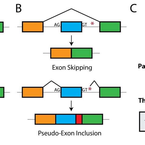 Summary Of Variants With Aggregate Spliceai Scores Assay Results Case