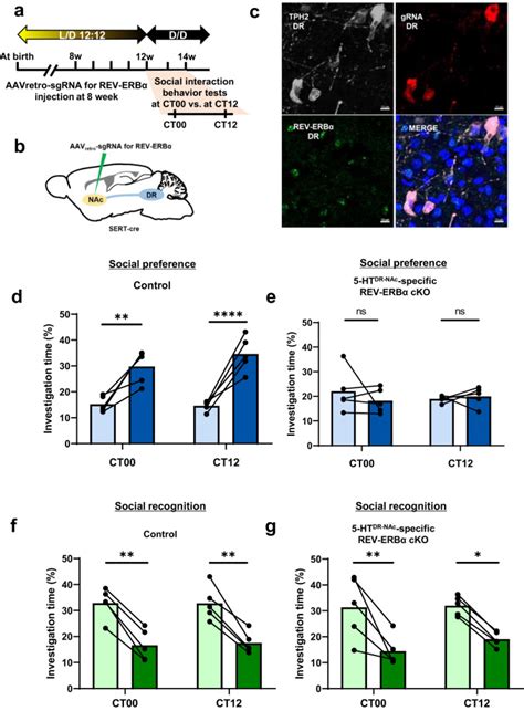 impact of the circadian nuclear receptor rev erbα in dorsal raphe 5 ht neurons on social