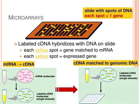 PPT Chapter 20 Part 3 A Babe More Advanced Biotechnology Tools PowerPoint Presentation ID