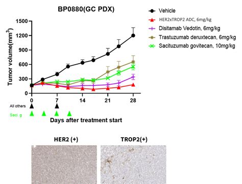 Xenograft Models Biocytogen