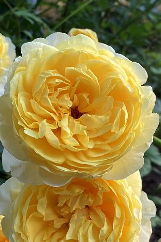 Buy The Best David Austin English Shrub And Climbing Roses For Sale Online With Free Shipping