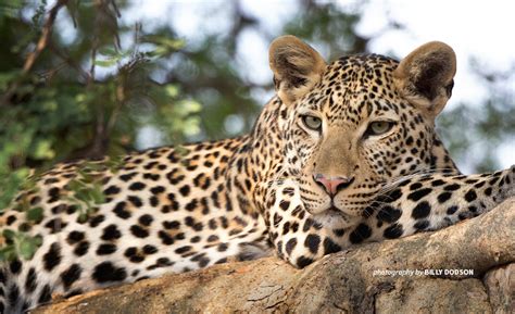 African Leopards Iconic Big Cats Survive Mounting Threats