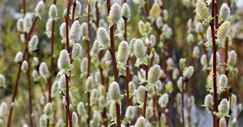 Exploring The Remarkable Benefits Of The Pussy Willow Plant The