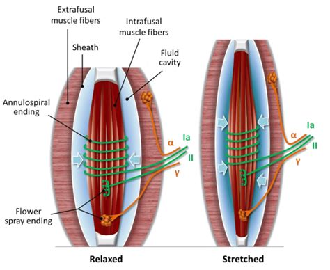 The Gamma Loop Sensory Feedback From Muscle Introduction To Neuroscience