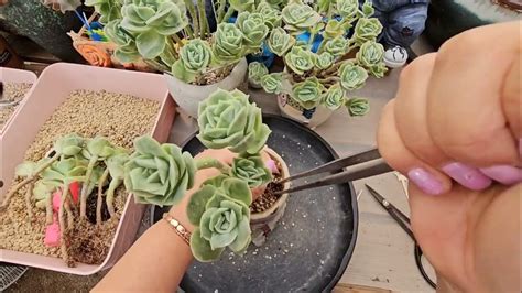 러블리로즈 합식해요 ~~~ Youtube