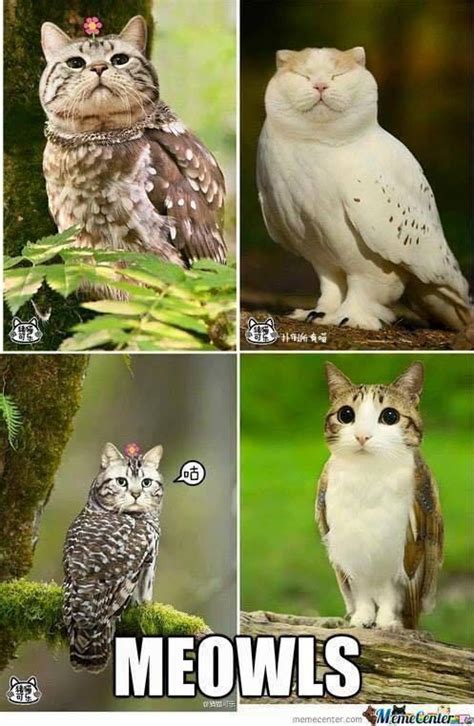 125 Best Meowl Images On Pholder Owls With Cat Heads Idontgiveaswag