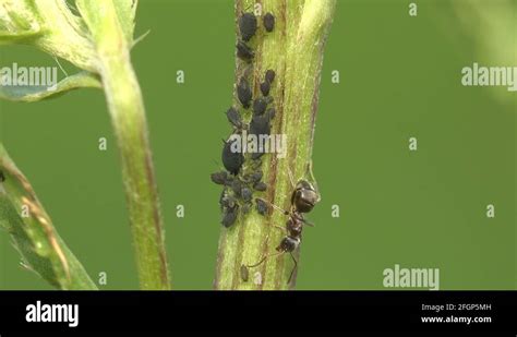Ants Protect Aphids From Predators Stock Videos And Footage Hd And 4k