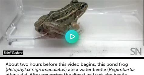 Motivation Post A Beetle Can Survive Ingestion By A Frog And Crawl Through Its Entire Digestive