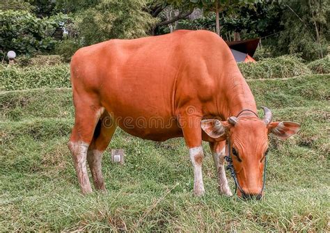 The Bali Cattle And X28 Bos Javanicus Domesticusand X29 Have A Hump A