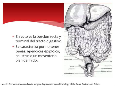 Anatomia Y Embriologia De Recto Y Ano Pptx