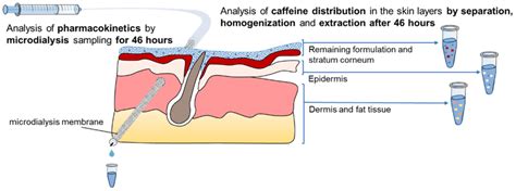 dermal microdialysis and skin separation homogenization and extraction