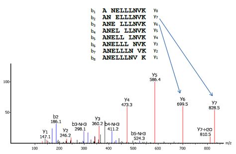 De Novo Peptide Sequencing Lc Msms Software Bioinformatics Solutions Inc