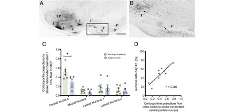 Anterogradely Labeled Projection From The Intact Contralesional Download Scientific Diagram