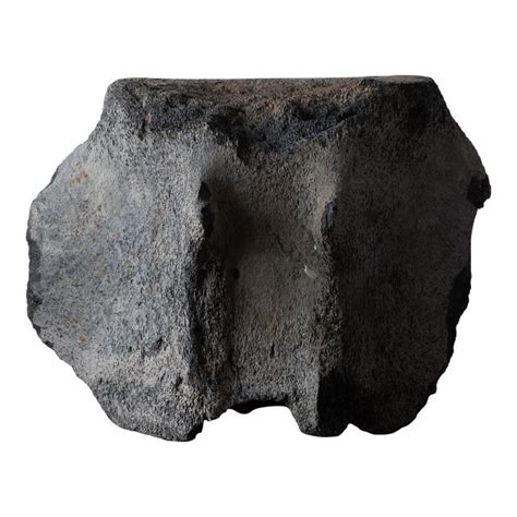 A Fossilized Whale Vertebrae Chairish