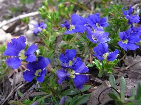 Dampiera Diversifolia Dampiera Information And Photos