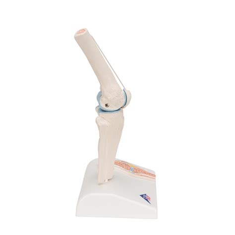 Anatomical Teaching Models Plastic Human Joint Models Mini Knee Joint